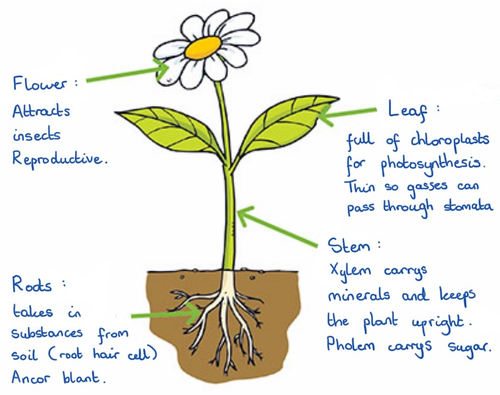 Parts of a Plant notes | Teaching Resources