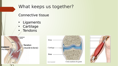 IB SEHS Unit 1 - Musculoskeletal System | Teaching Resources