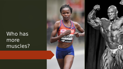 IB SEHS Unit 1 - Musculoskeletal System | Teaching Resources