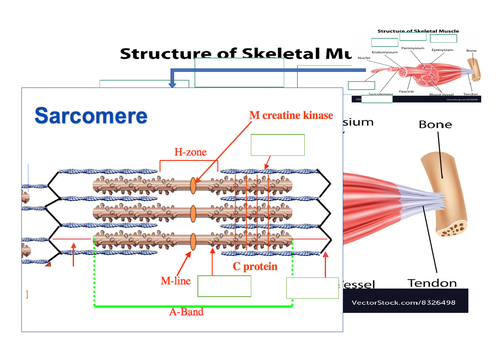 IB SEHS Unit 1 - Musculoskeletal System | Teaching Resources