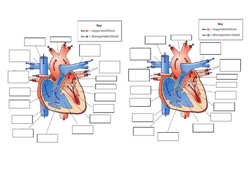 IB SEHS Unit 2 - Exercise Physiology | Teaching Resources