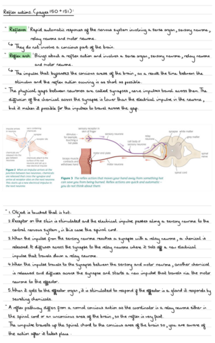 B10: The Human Nervous System revision notes | Teaching Resources
