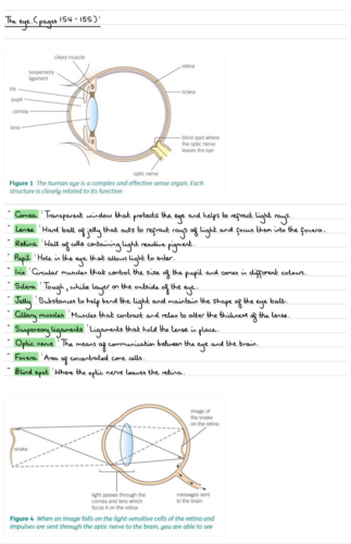 B10: The Human Nervous System revision notes | Teaching Resources