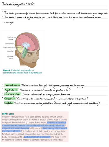 B10: The Human Nervous System revision notes | Teaching Resources
