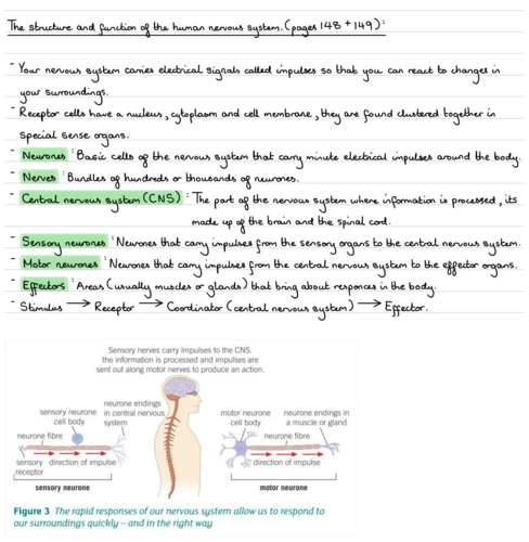 B10: The Human Nervous System revision notes | Teaching Resources