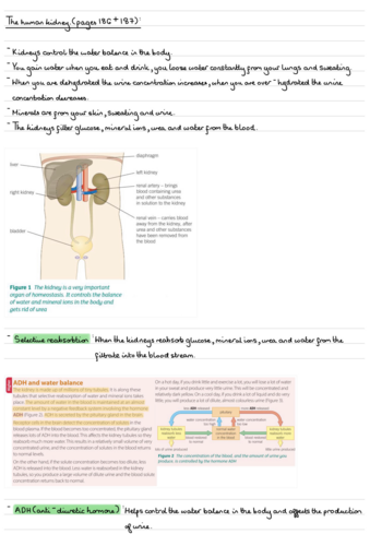 The Human Kidney notes | Teaching Resources