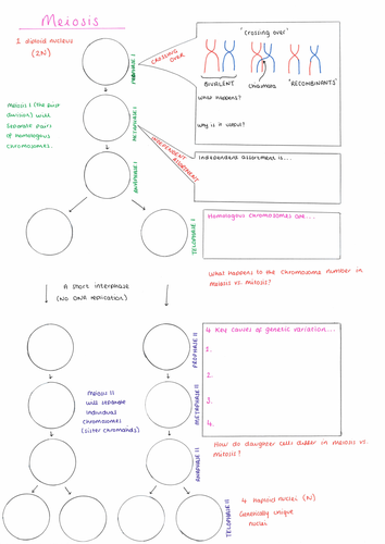 OCR A level biology: Module 2, Cell division, diversity and ...