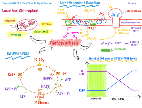 Photosynthesis Mind Map for Biology A Level | Teaching Resources