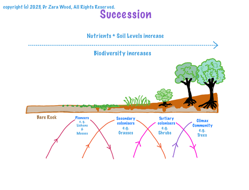 Succession Mind Map for A Level Biology | Teaching Resources