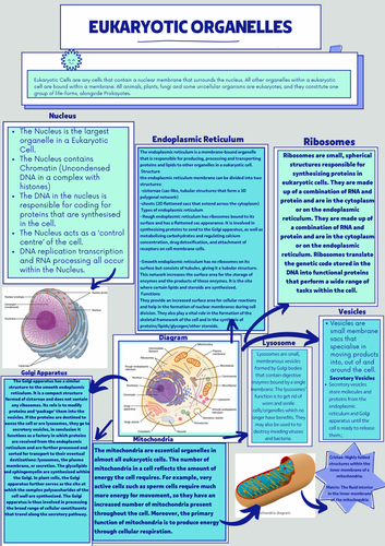 (A-Level OCR) Eukaryotic Cell Organelles | Teaching Resources