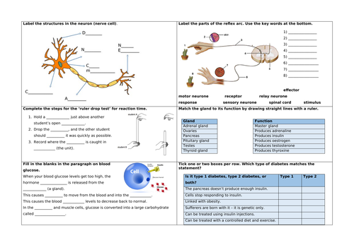 Revision Place mat - Homeostasis AQA GCSE | Teaching Resources