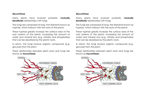 AQA A Level Biology 13.3 - Nutrient Cycles Part 2 | Teaching Resources