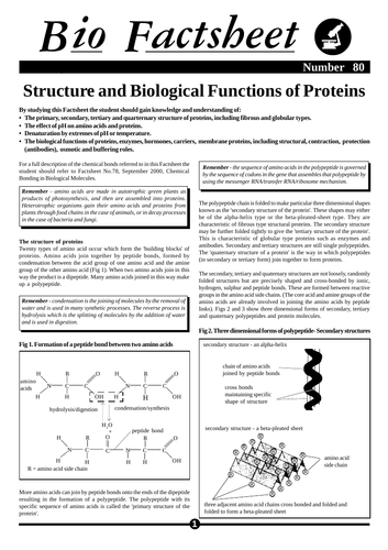 CIE 2.3 Biological Molecules: Globular and Fibrous Proteins | Teaching ...