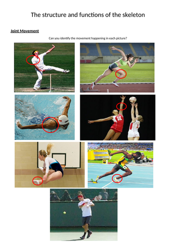 GCSE Edexcel PE - Component 1.1 - Musculoskeletal system | Teaching ...