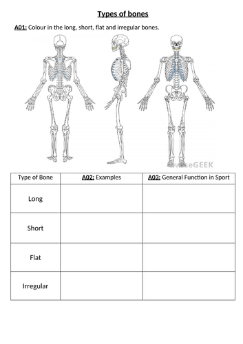 GCSE Edexcel PE - Component 1.1 - Musculoskeletal system | Teaching ...