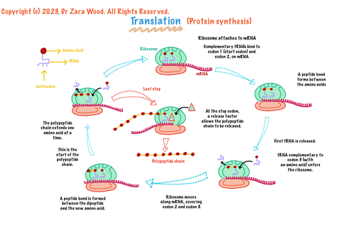 Translation (Protein Synthesis) Mind Map for A Level Biology | Teaching ...