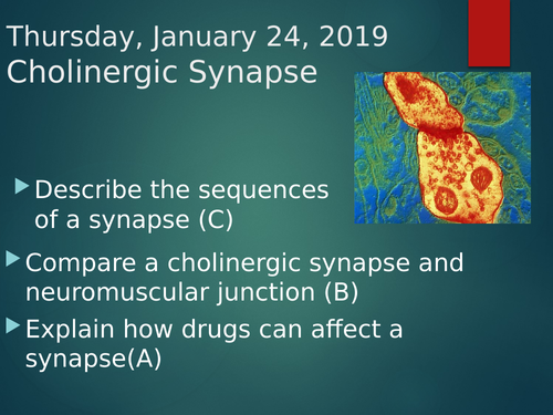 CIE 15.1 Cholinergic Synapse and Neuromuscular Junction | Teaching ...
