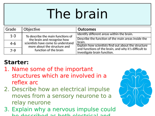 OCR GCSE (9-1) Biology - The brain | Teaching Resources