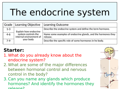 OCR GCSE (9-1) Biology - The endocrine system | Teaching Resources