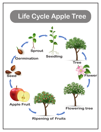 Apple Tree Life Cycle | Teaching Resources