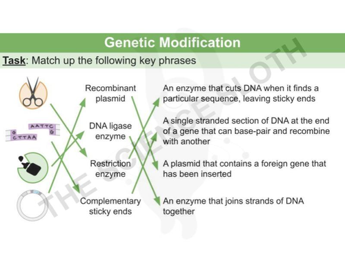 Genetic Modification - Bacteria, Genetic Engineering, GMOs and Ethics ...
