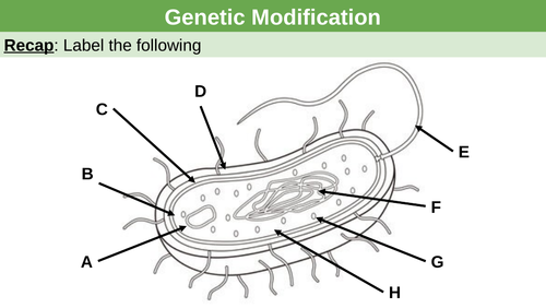 Genetic Modification - Bacteria, Genetic Engineering, GMOs and Ethics ...