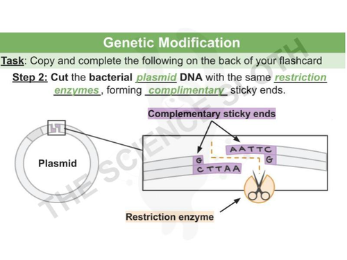 Genetic Modification - Bacteria, Genetic Engineering, GMOs and Ethics ...