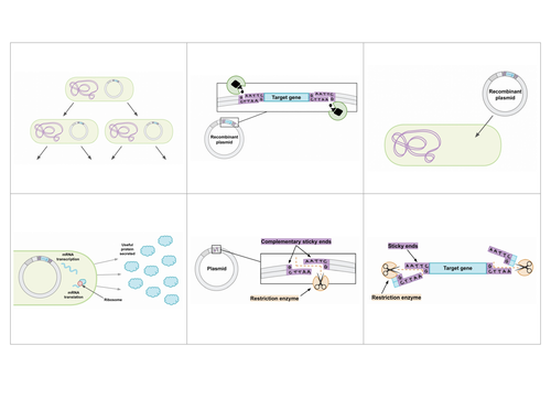 Genetic Modification - Bacteria, Genetic Engineering, GMOs and Ethics ...