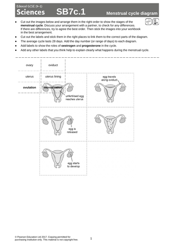 Edexcel CB7 SB7 The Menstrual Cycle Complete Lesson - GCSE Biology ...