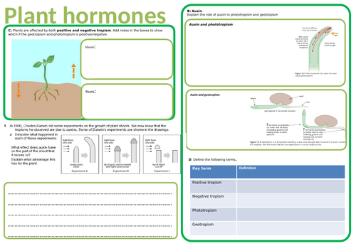 Edexcel SB6f - Plant hormones | Teaching Resources