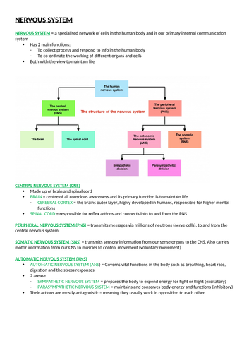 A-LEVEL PSYCHOLOGY - BIOPSYCHOLOGY NOTES | Teaching Resources