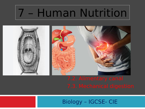 IGSCE - Biology - Human Nutrition - Teeth | Teaching Resources
