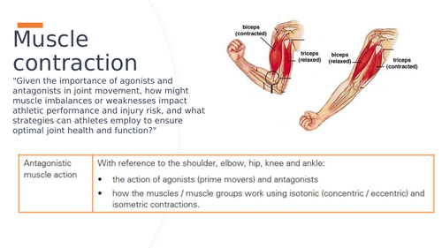 The Skeletal and Muscular system IGCSE PE CIE | Teaching Resources