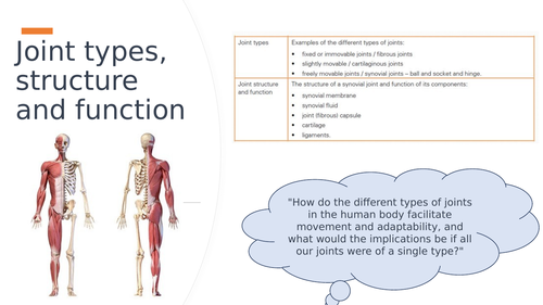 The Skeletal and Muscular system IGCSE PE CIE | Teaching Resources