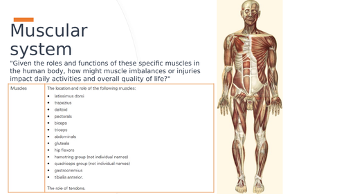 The Skeletal and Muscular system IGCSE PE CIE | Teaching Resources