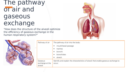 The Respiratory system IGCSE PE CIE Physical Education | Teaching Resources