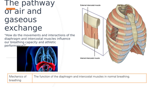 The Respiratory system IGCSE PE CIE Physical Education | Teaching Resources