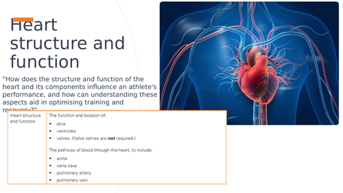 The Circulatory System IGCSE PE CIE Physical Education | Teaching Resources