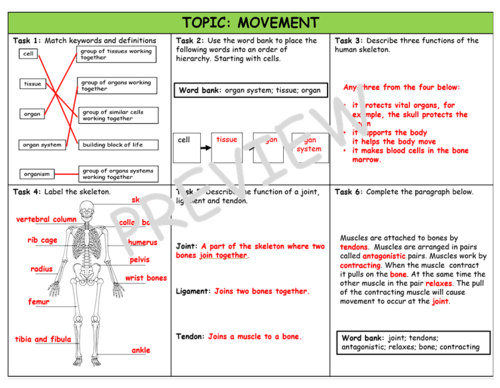 Movement assessment | Teaching Resources