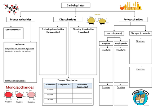 Carbohydrates Summary Sheet - Edexcel A SNAB Biology; Topic 1 (AS ...
