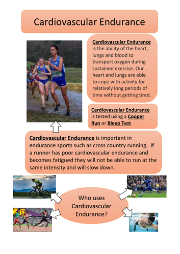 Components of Fitness Poster/Fact Sheets | Teaching Resources