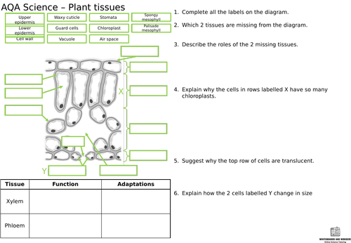 AQA - Organisation - Plant Tissues | Teaching Resources