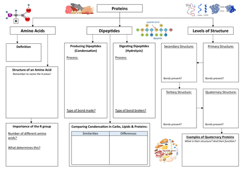 Proteins Summary Sheet - Edexcel A SNAB Biology; Topic 2 (AS ...