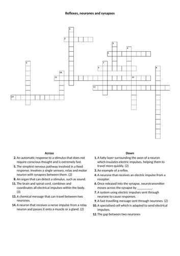 Crossword and keyword definitions list: Nervous system | Teaching Resources