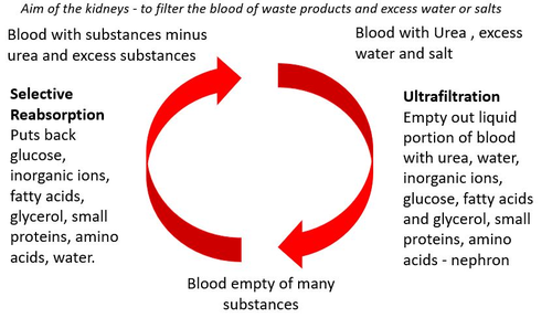 WJEC/EDUQAS A2 Biology Homeostasis & The Kidney | Teaching Resources