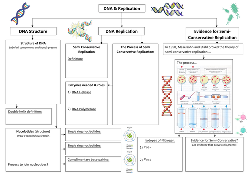 DNA & DNA Replication Summary Sheet - Edexcel A SNAB Biology; Topic 2 ...