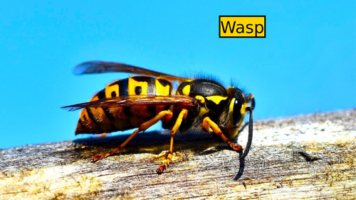 WASPS: Animated Keynote/PPT Presentation, Colorful Science | Teaching ...