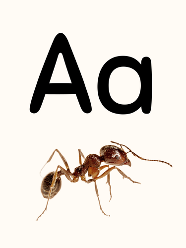 Realistic Animal Alphabet with Photos of Animals | Teaching Resources