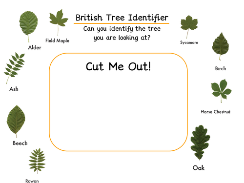 British Tree Identifier | Teaching Resources