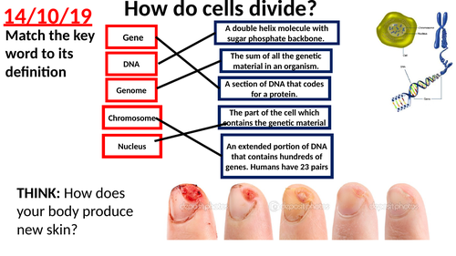 Cell Cycle and Mitosis GCSE Biology | Teaching Resources